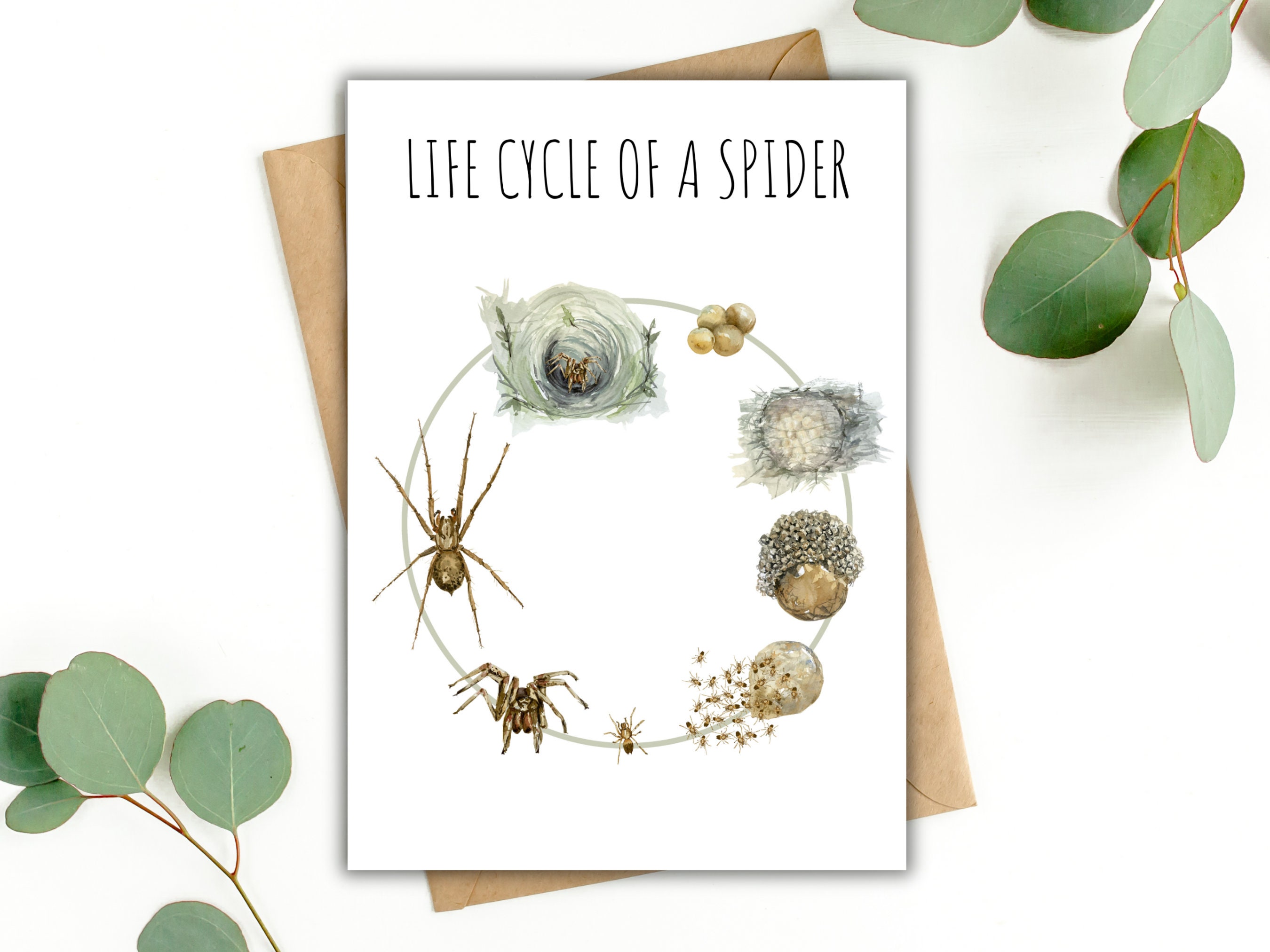 Life Cycle of a Spider Homeschool Printable Montessori Resource Life ...