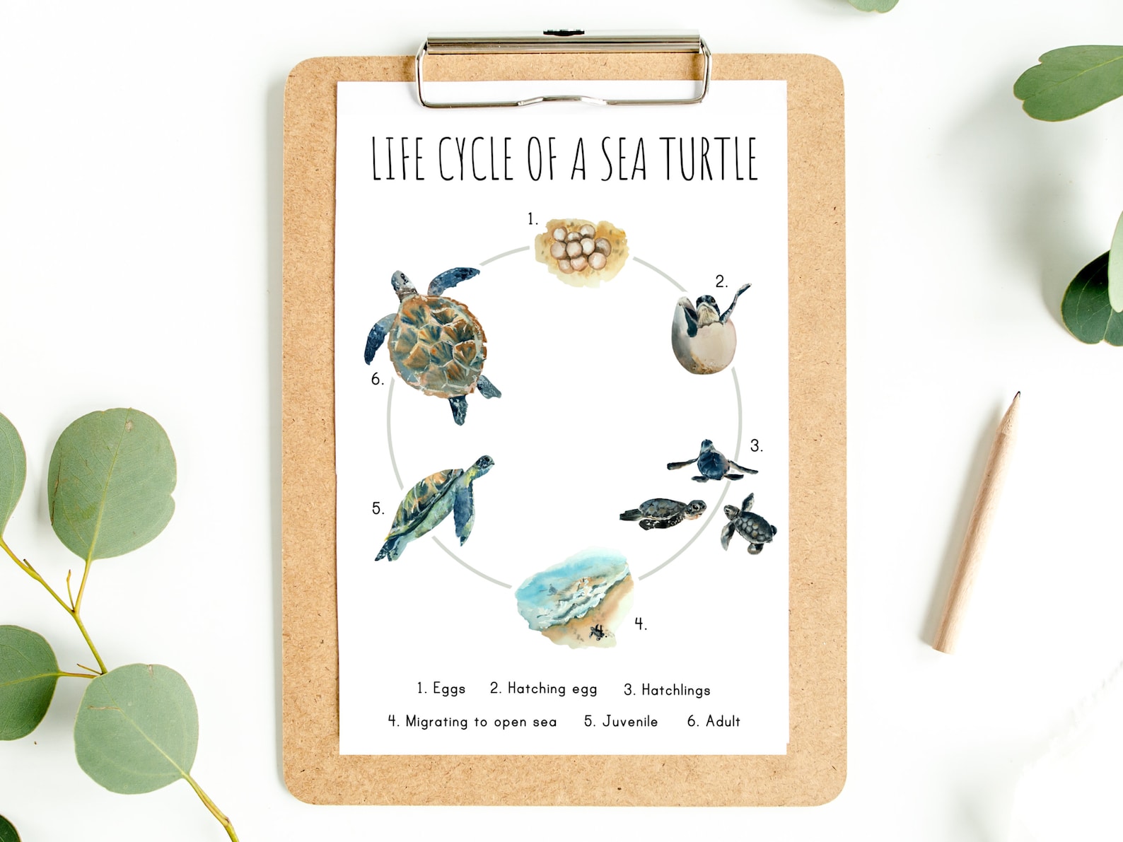 Life Cycle of a Sea Turtle Homeschool Learning Resource Montessori ...
