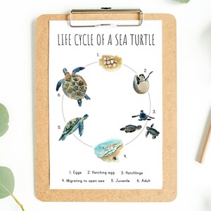 Life Cycle of a Sea Turtle Homeschool Learning Resource Montessori ...