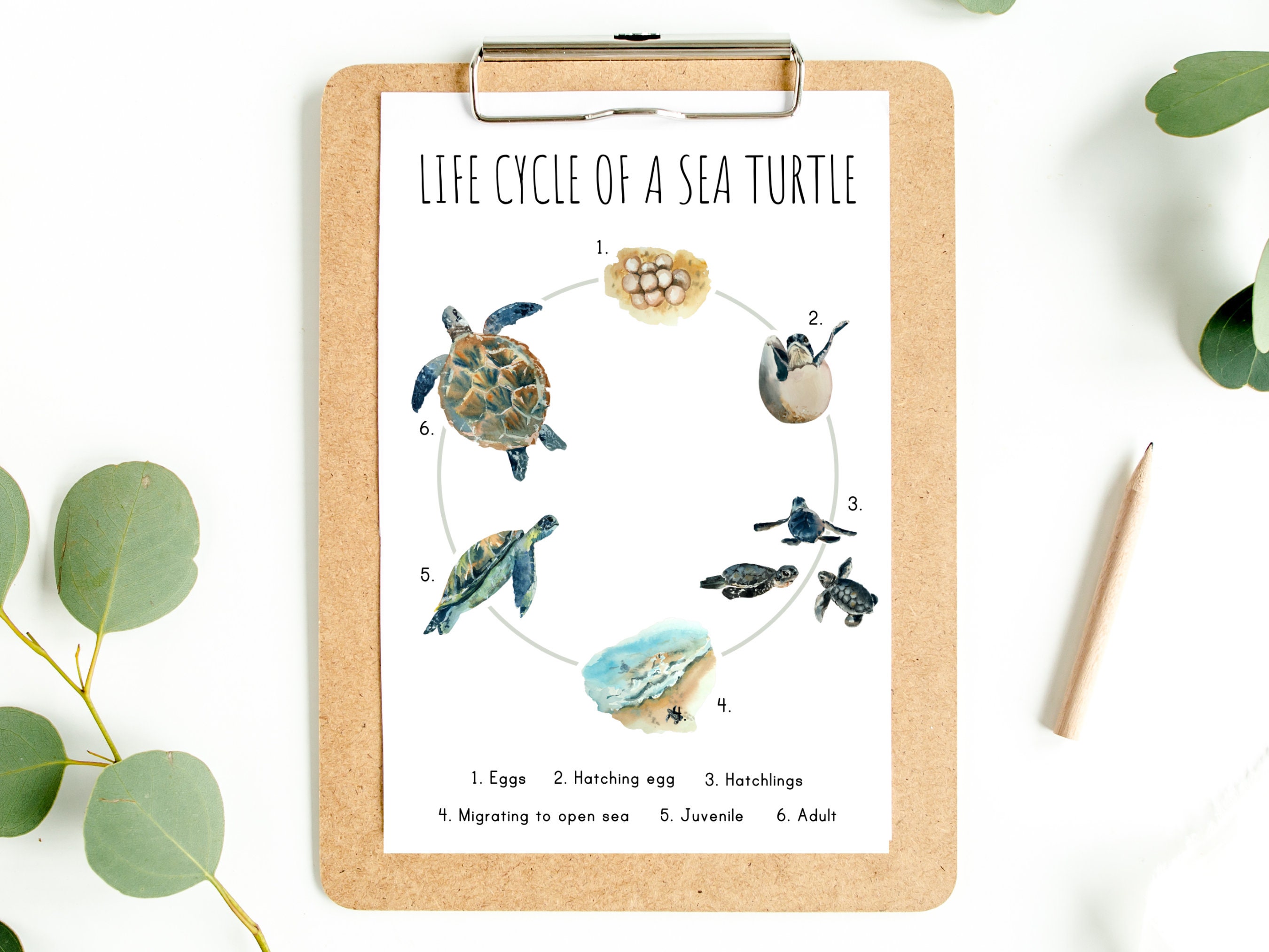 Life Cycle of a Sea Turtle Homeschool Learning Resource Montessori ...