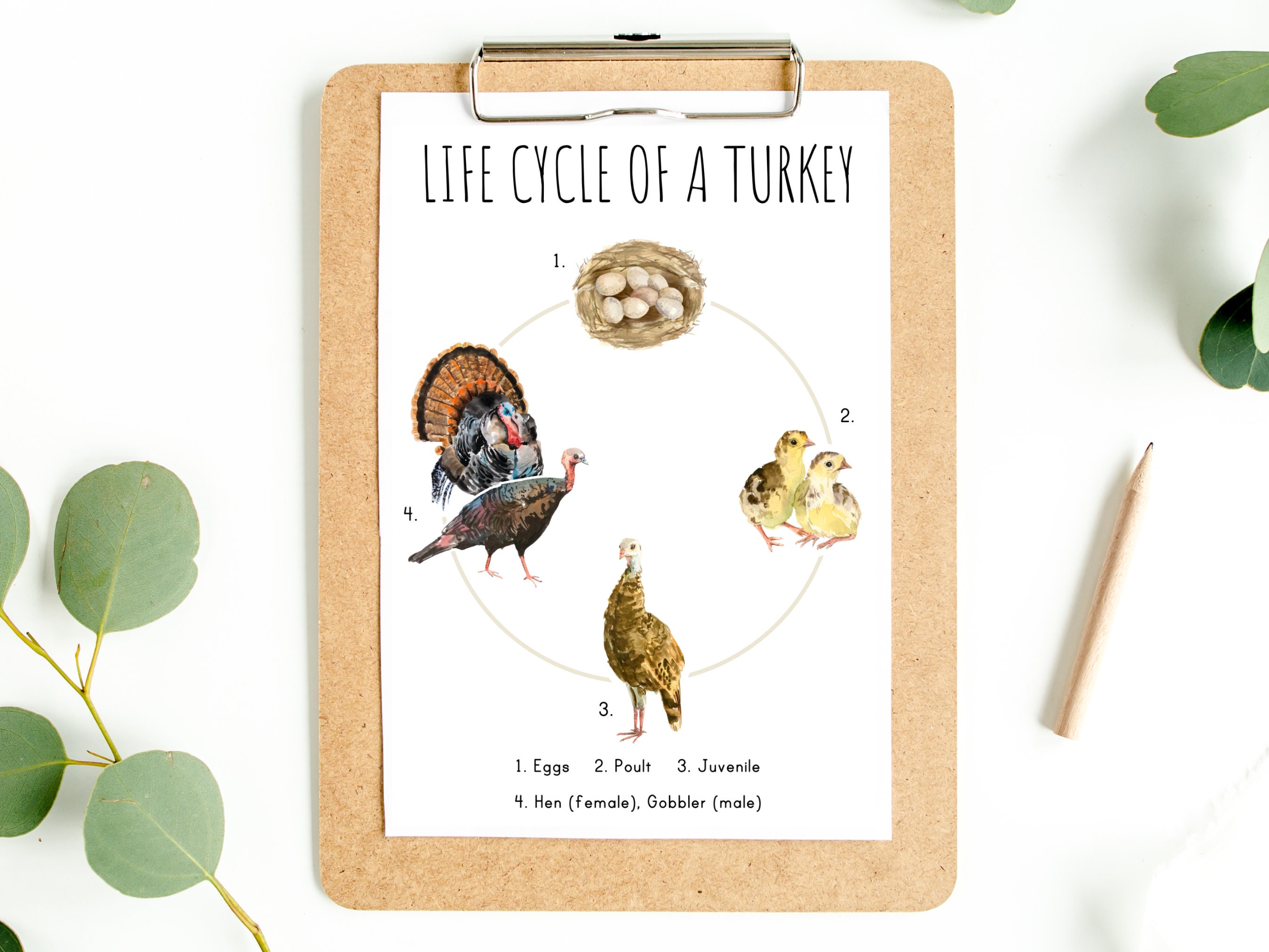 Life Cycle of a Turkey Homeschool Printable Montessori Resource Life ...