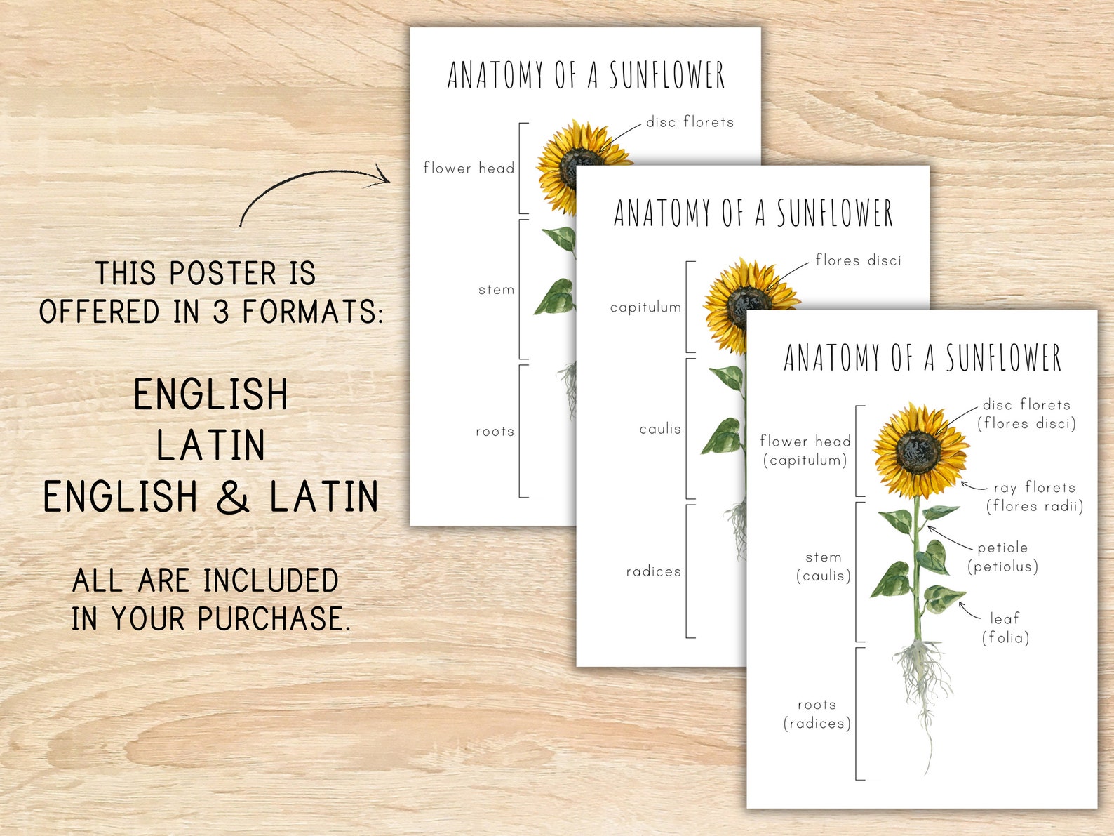 Anatomy of a Sunflower Homeschool Printable Montessori Resource Anatomy ...