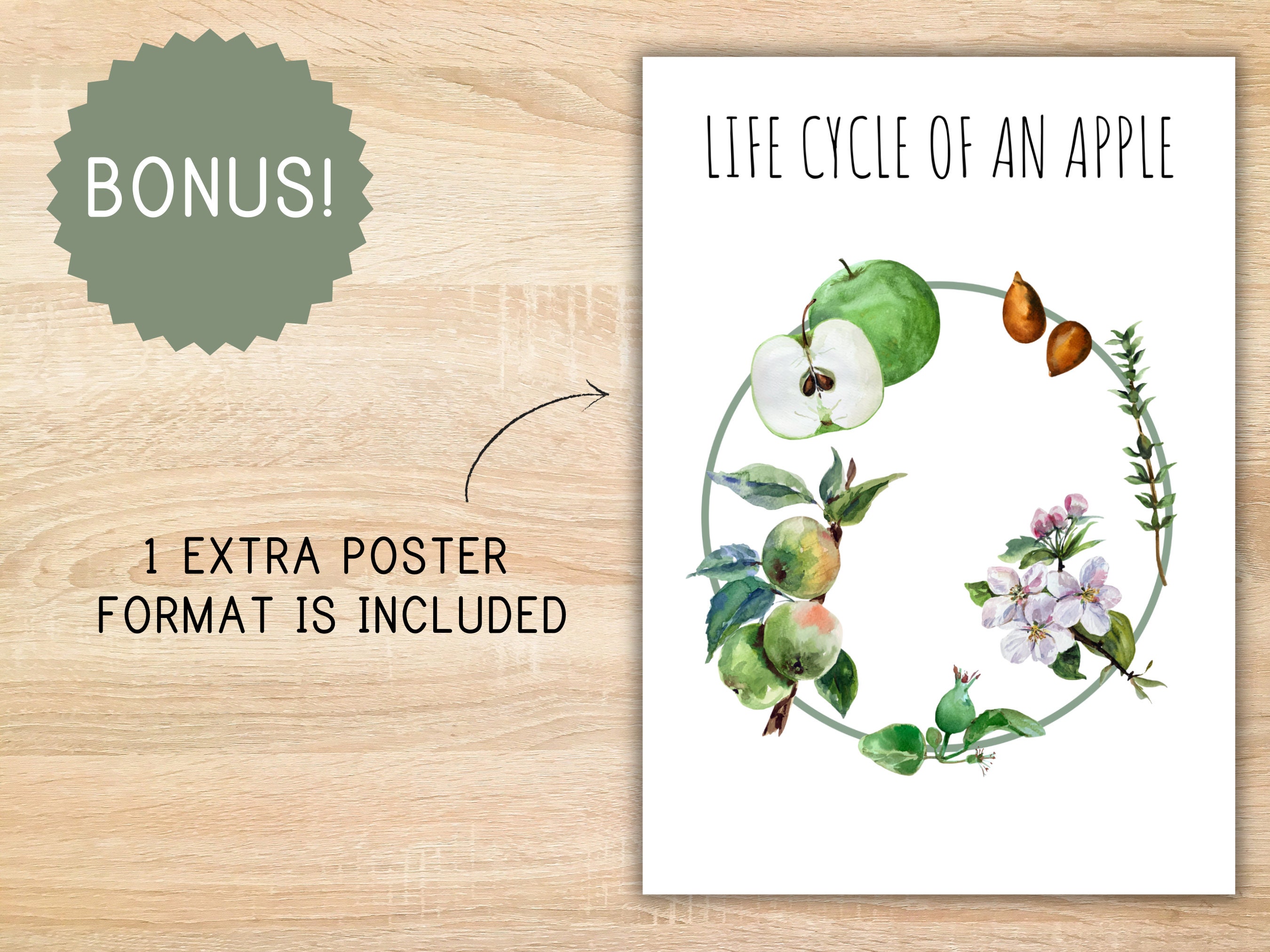 Life Cycle of a Green Apple Homeschool Printable Montessori Resource ...