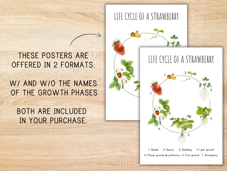 Life Cycle of a Strawberry Homeschool Printable Montessori Resource ...