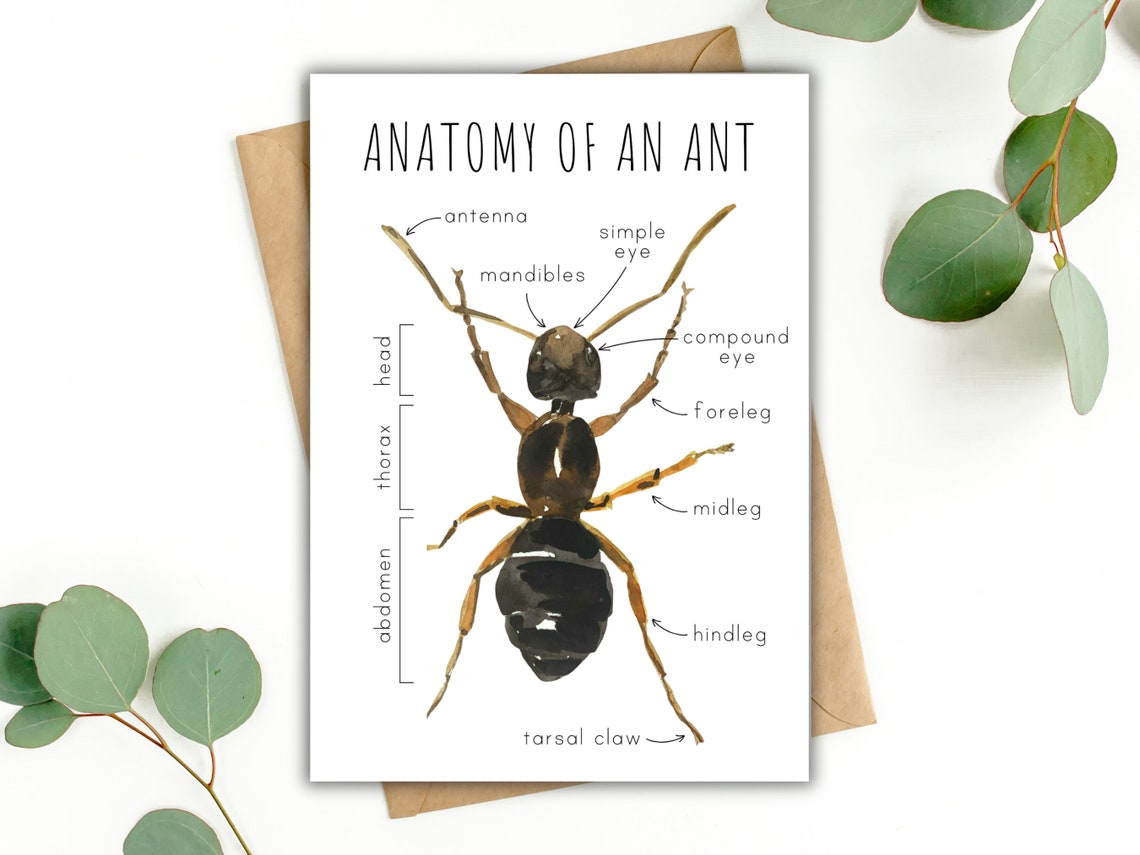Anatomy of an Ant Homeschool Printable Montessori Resource Anatomy ...