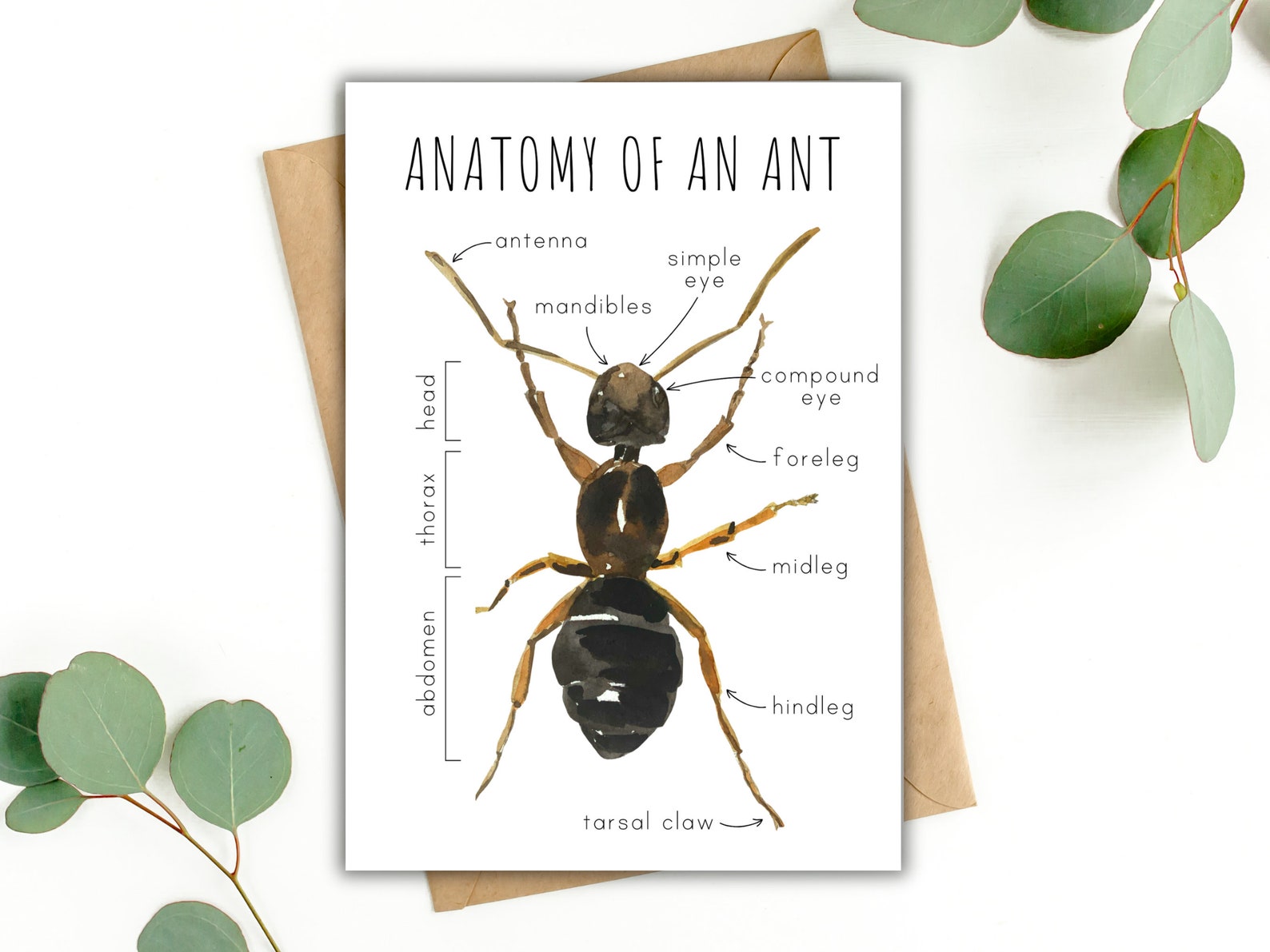 Anatomy of an Ant Homeschool Printable Montessori Resource Anatomy ...