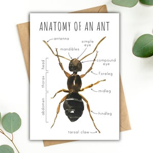 Anatomy of an Ant Homeschool Printable Montessori Resource Anatomy ...