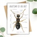 Anatomy of an Ant Homeschool Printable Montessori Resource Anatomy ...