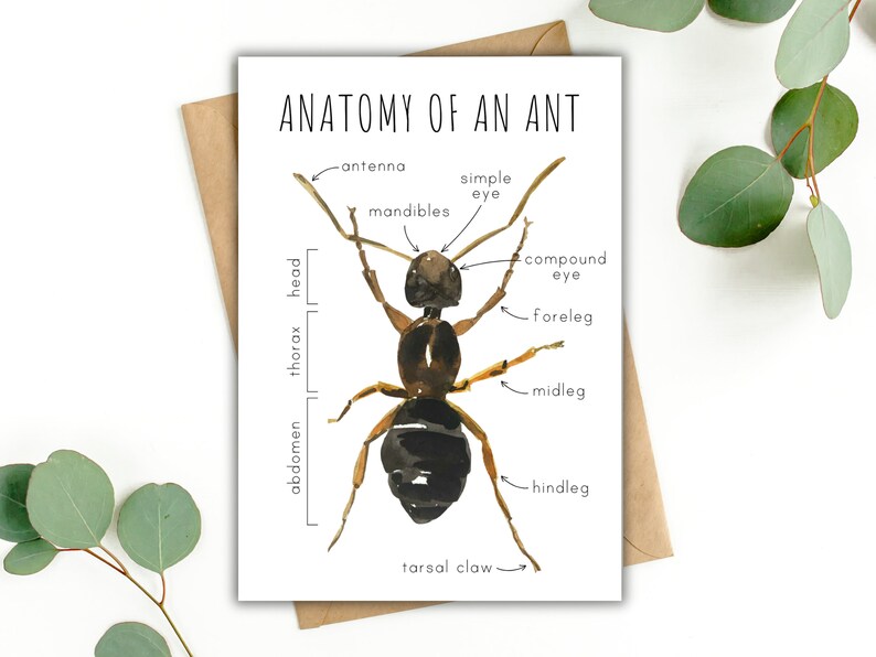 Anatomy of an Ant Homeschool Printable Montessori Resource Anatomy ...