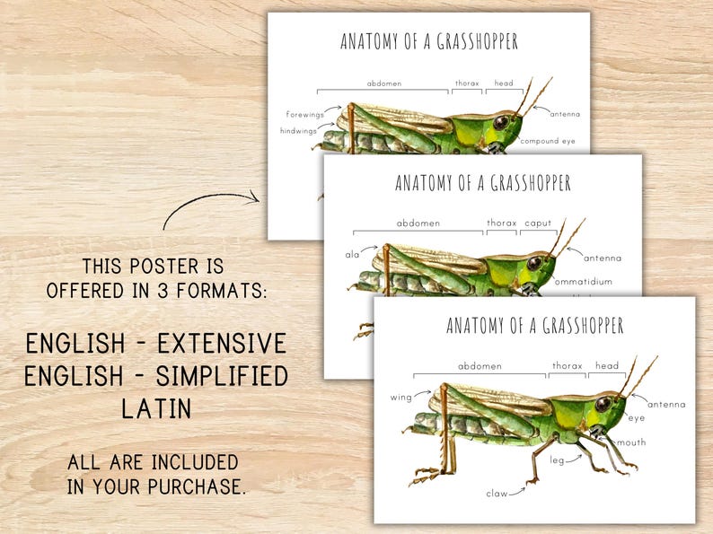 Anatomy of a Grasshopper Homeschool Printable Montessori Resource ...