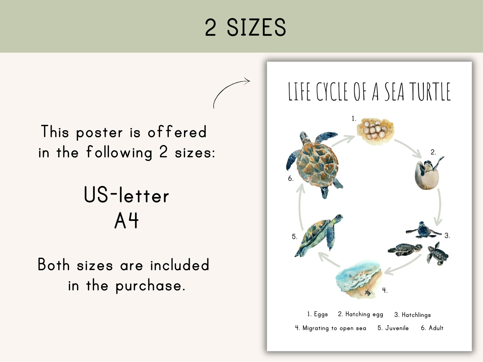 Life Cycle of a Sea Turtle Homeschool Learning Resource - Etsy