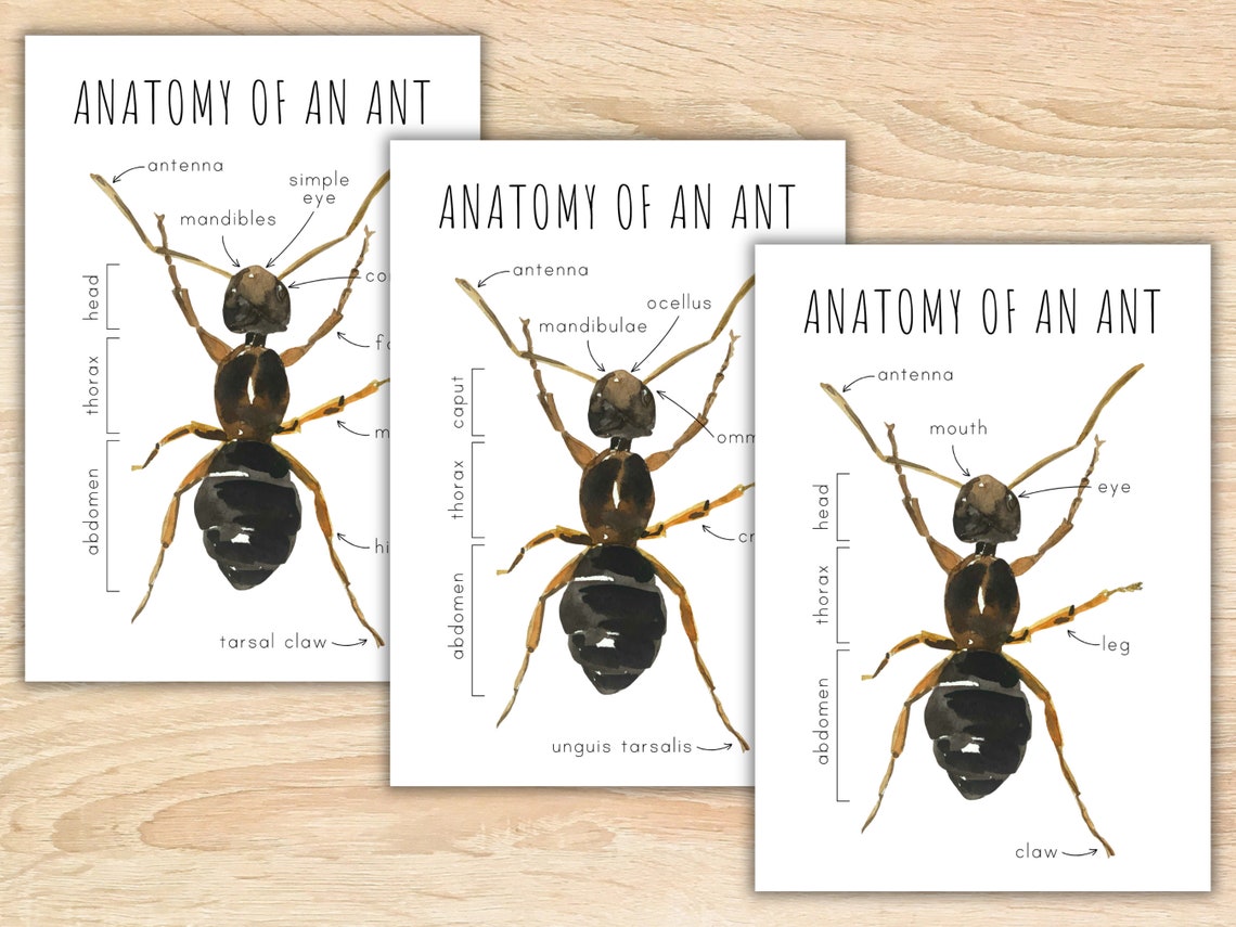 Anatomy of an Ant Homeschool Printable Montessori Resource Anatomy ...