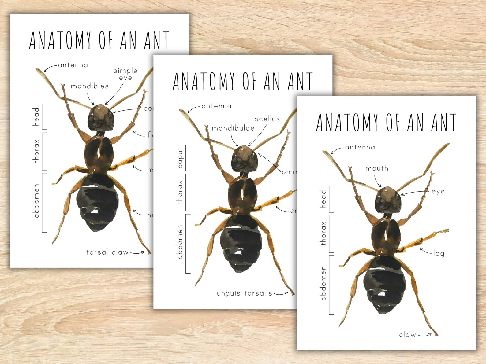 Anatomy of an Ant Homeschool Printable Montessori Resource Anatomy ...