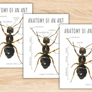 Anatomy of an Ant Homeschool Printable Montessori Resource Anatomy ...