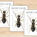 Anatomy of an Ant Homeschool Printable Montessori Resource Anatomy ...