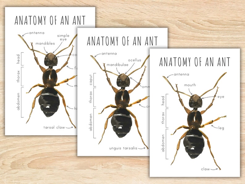 Anatomy of an Ant Homeschool Printable Montessori Resource Anatomy ...