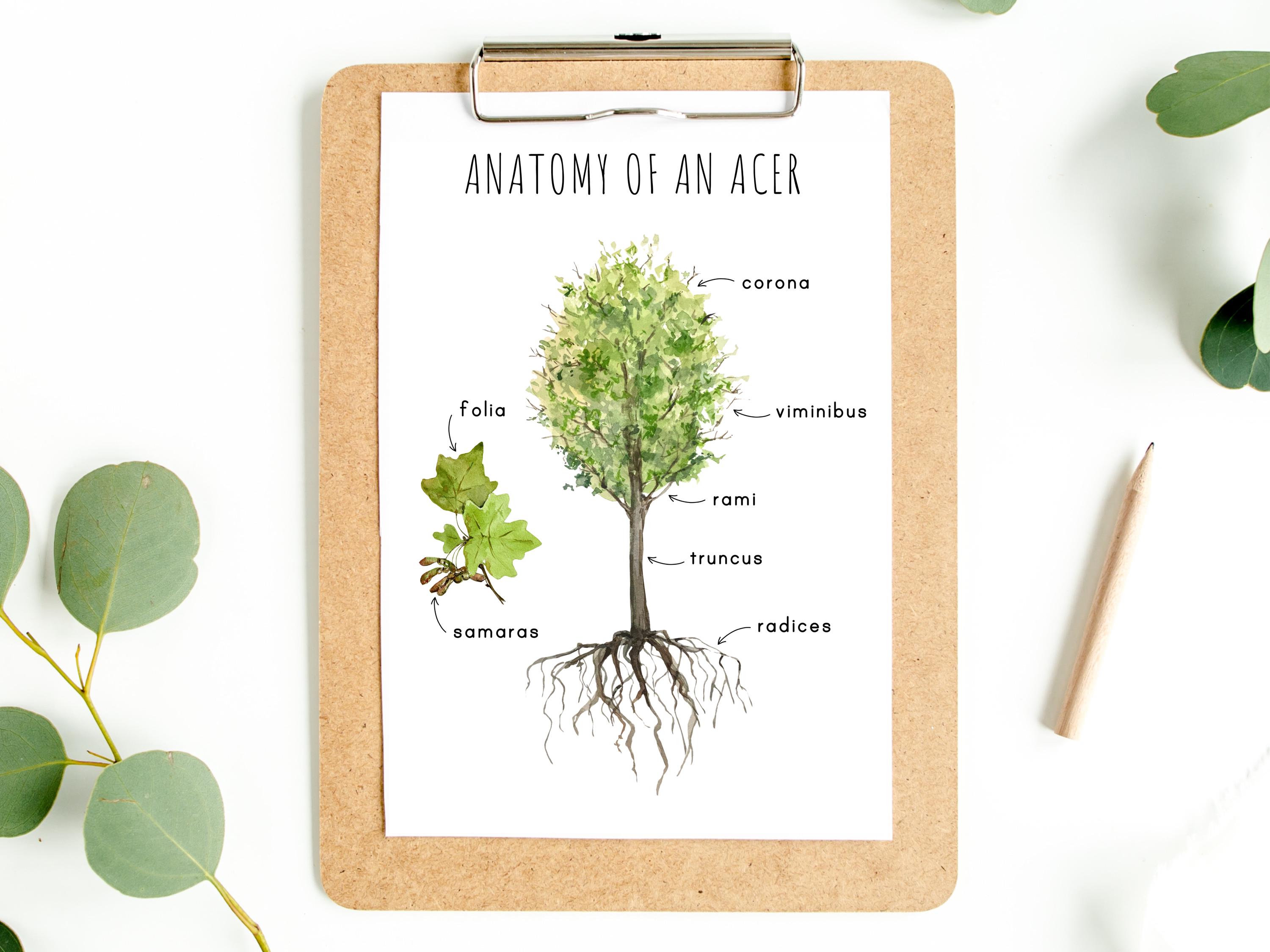 Anatomy of a Maple Homeschool Printable Montessori Resource Anatomy ...