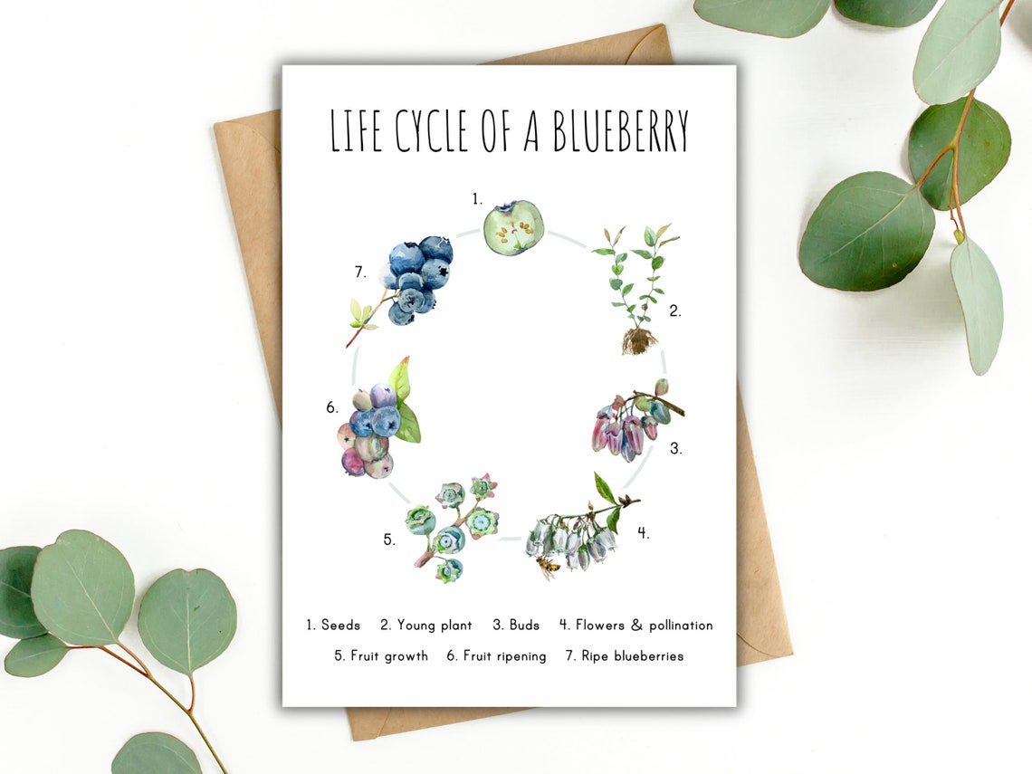 Life Cycle of a Blueberry Homeschool Printable Montessori Resource Life ...