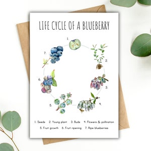 Life Cycle of a Blueberry Homeschool Printable Montessori Resource Life ...