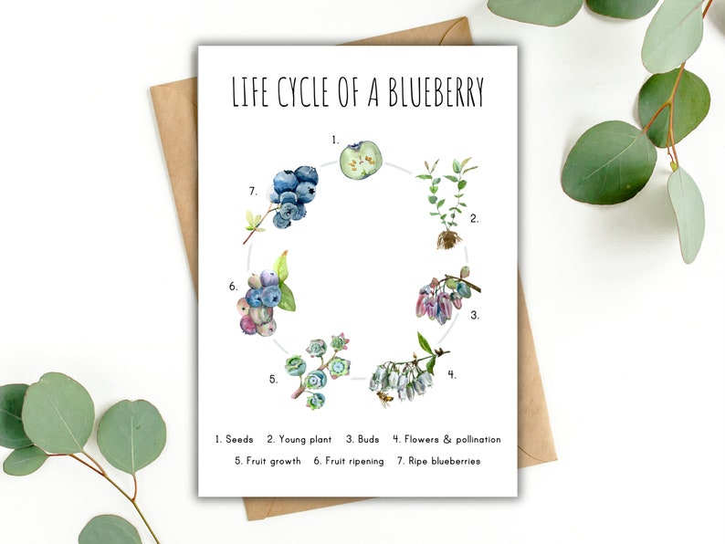 Life Cycle of a Blueberry Homeschool Printable Montessori Resource Life ...