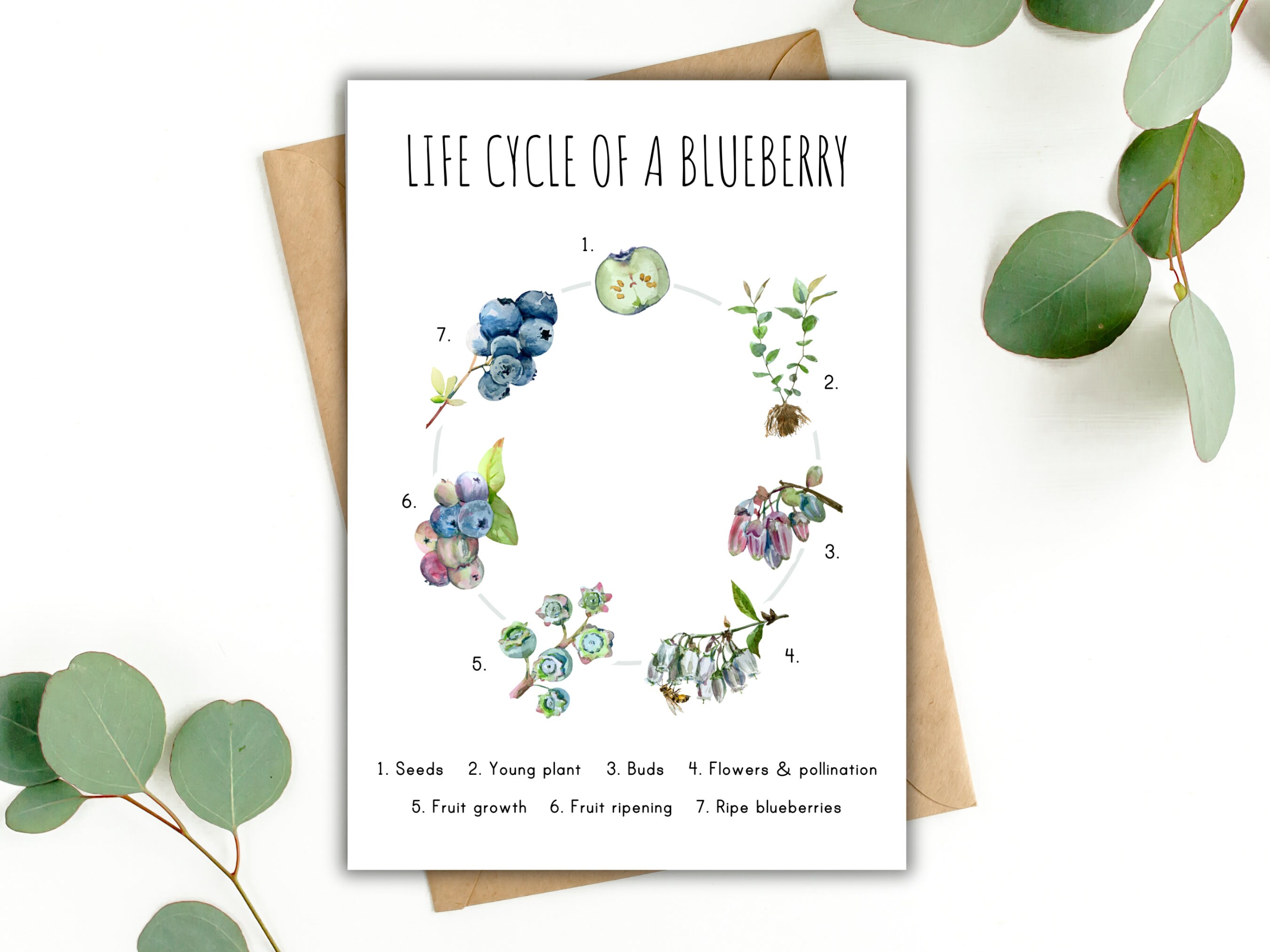 Life Cycle of a Blueberry Homeschool Printable Montessori Resource Life ...