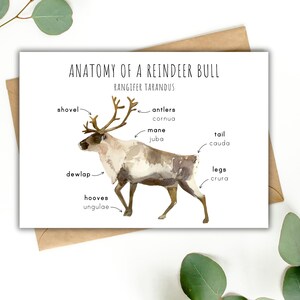 Anatomy of a Reindeer Homeschool Printable Montessori Resource Anatomy ...