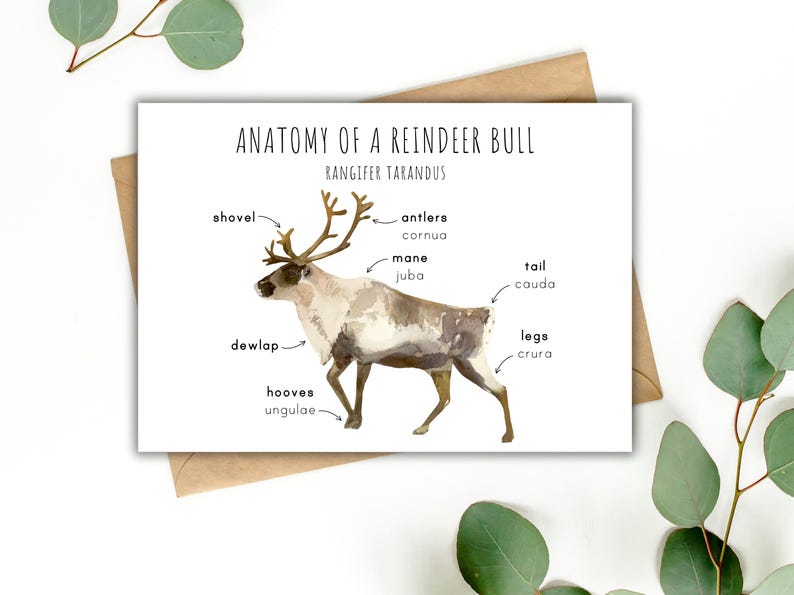 Anatomy of a Reindeer Homeschool Printable Montessori Resource Anatomy ...