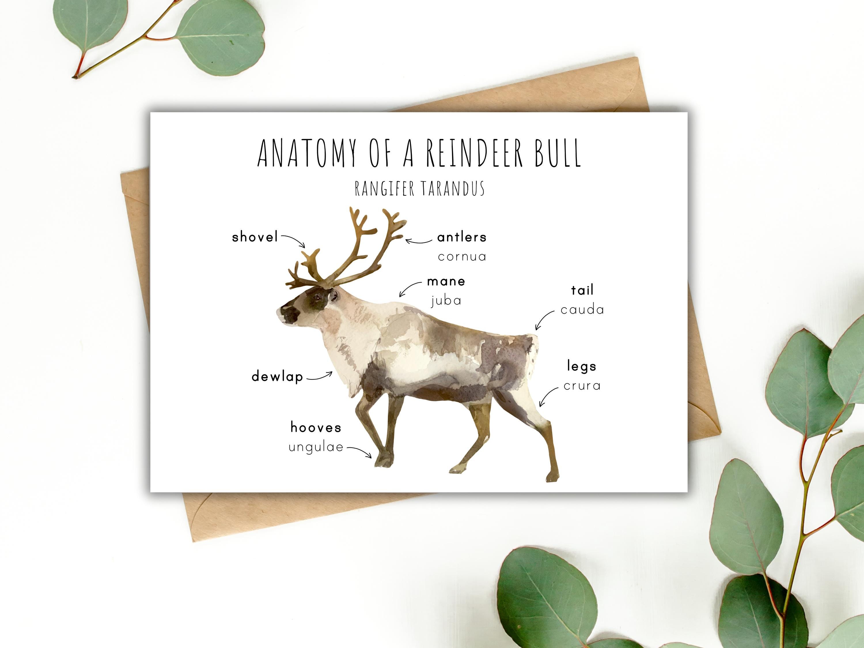 Anatomy of a Reindeer Homeschool Printable Montessori Resource Anatomy ...