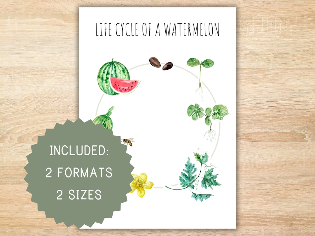 Life Cycle of a Watermelon Homeschool Printable Montessori Resource ...