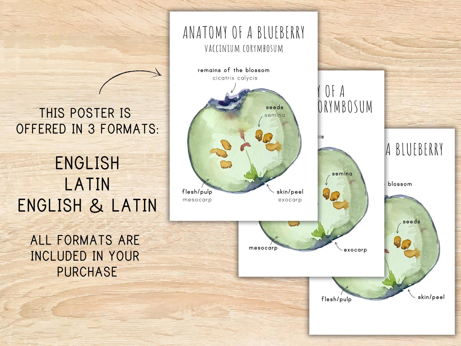 Anatomy of a Blueberry Homeschool Printable Montessori Resource Anatomy ...