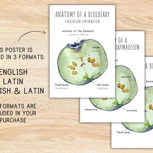 Anatomy of a Blueberry Homeschool Printable Montessori Resource Anatomy ...