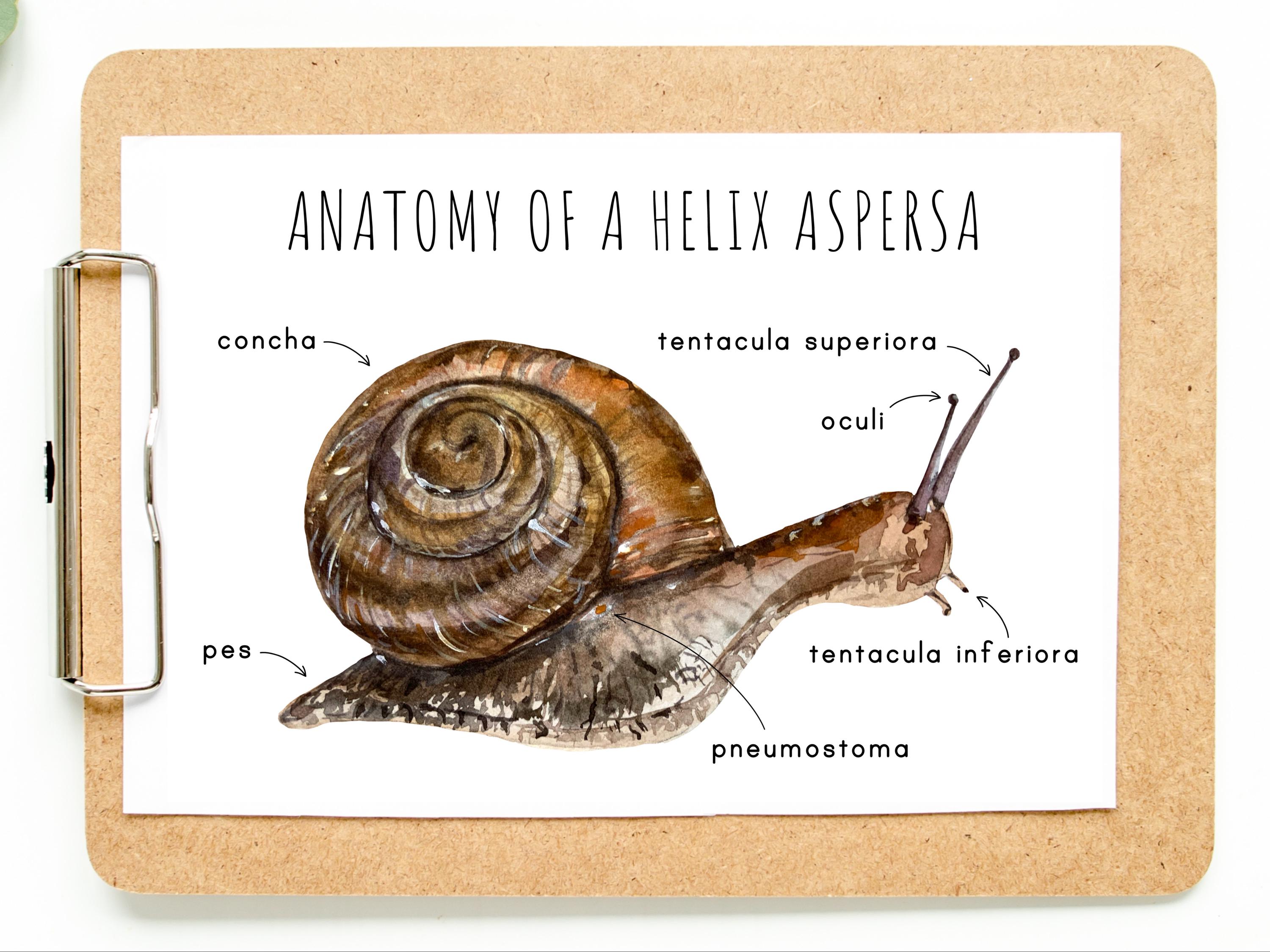 Anatomy of a Snail Homeschool Printable Snail Montessori Resource Snail ...