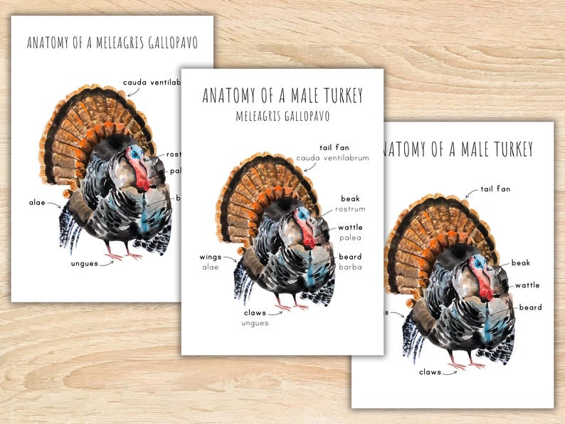 Anatomy of a Turkey Homeschool Printable Montessori Resource Anatomy ...