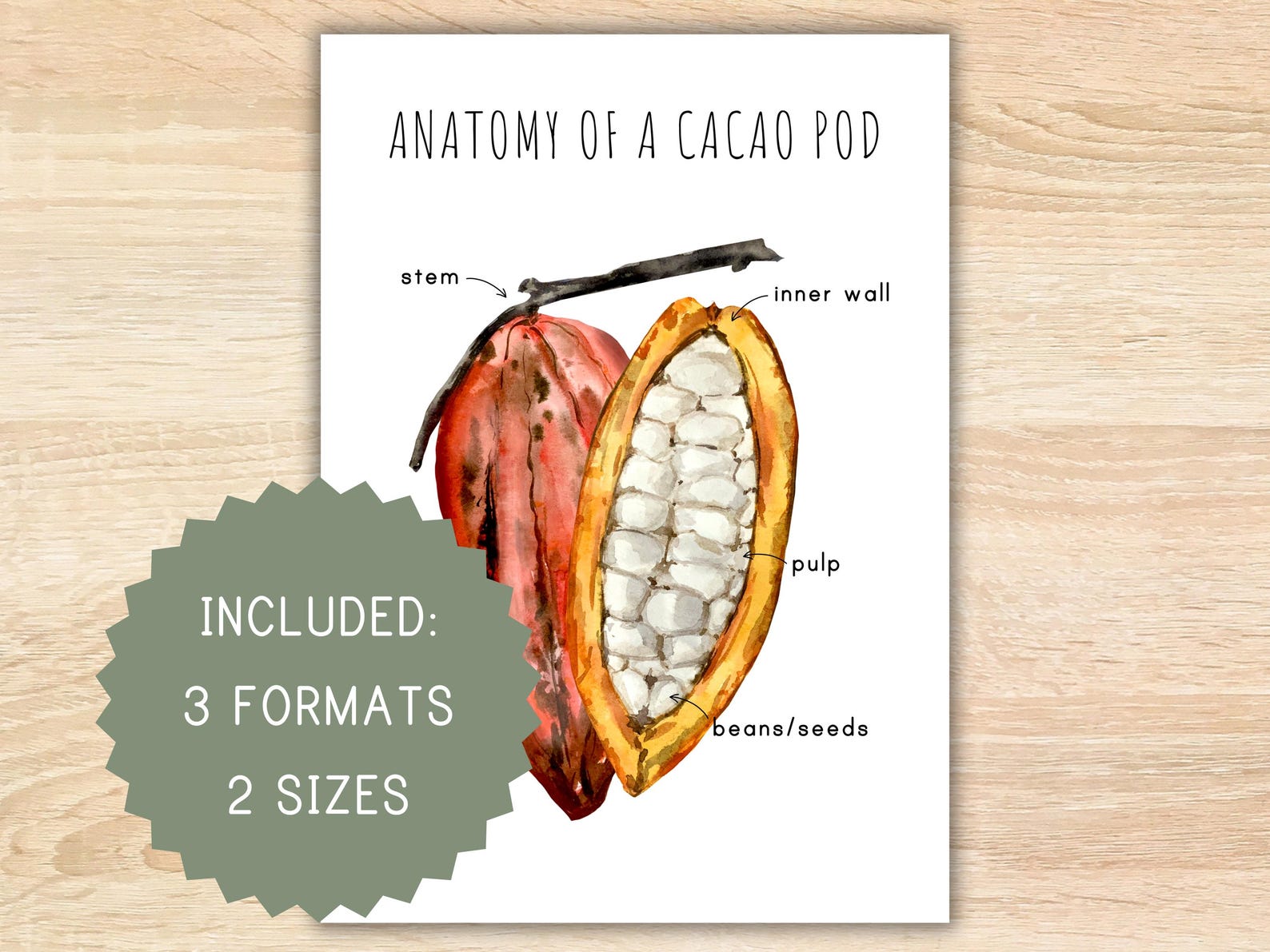 Anatomy of a Cacao Pod Homeschool Printable Montessori Resource Anatomy ...