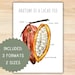 Anatomy of a Cacao Pod Homeschool Printable Montessori Resource Anatomy ...