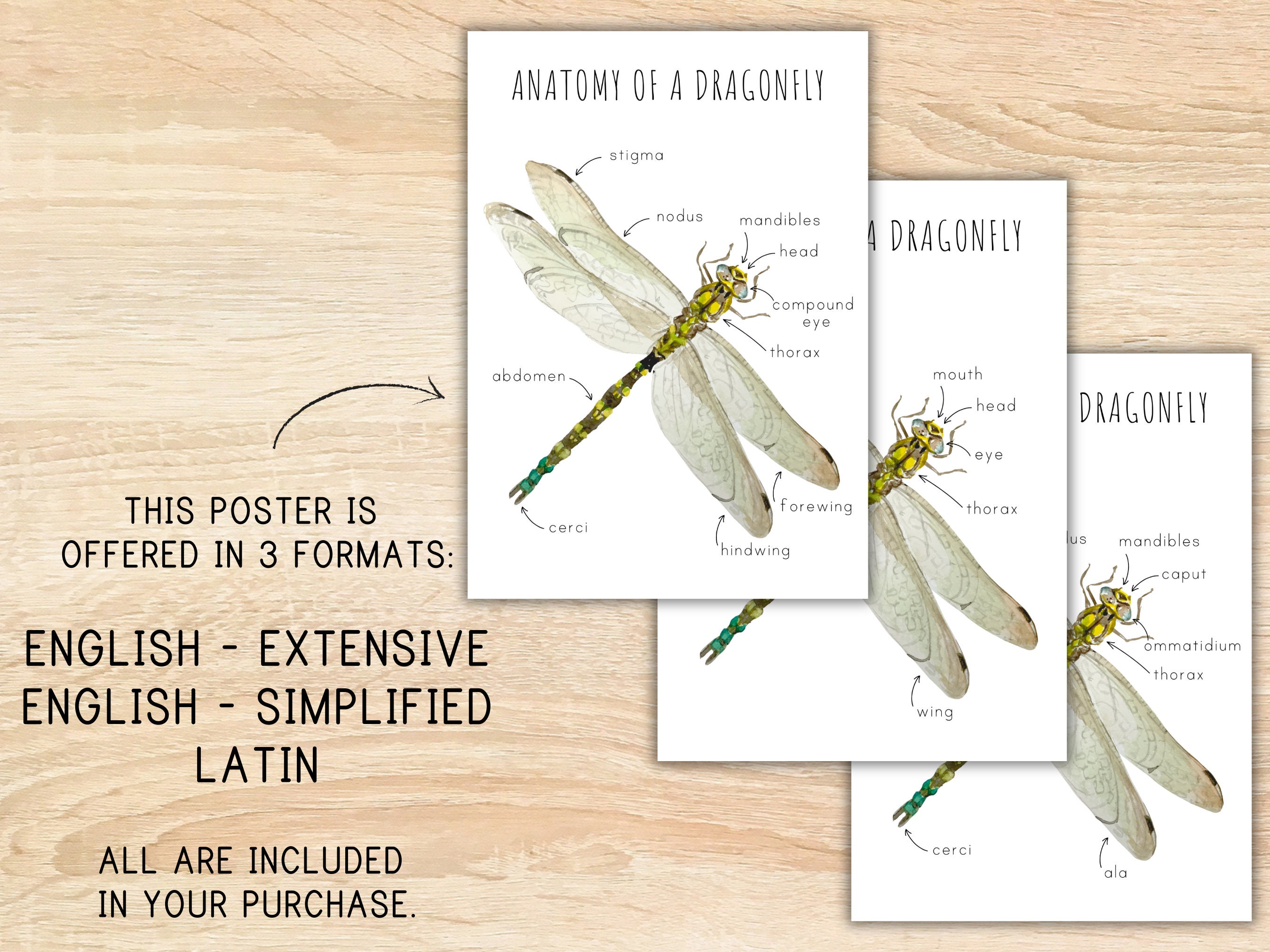 Anatomy of a Dragonfly Homeschool Printable Montessori Resource Anatomy ...