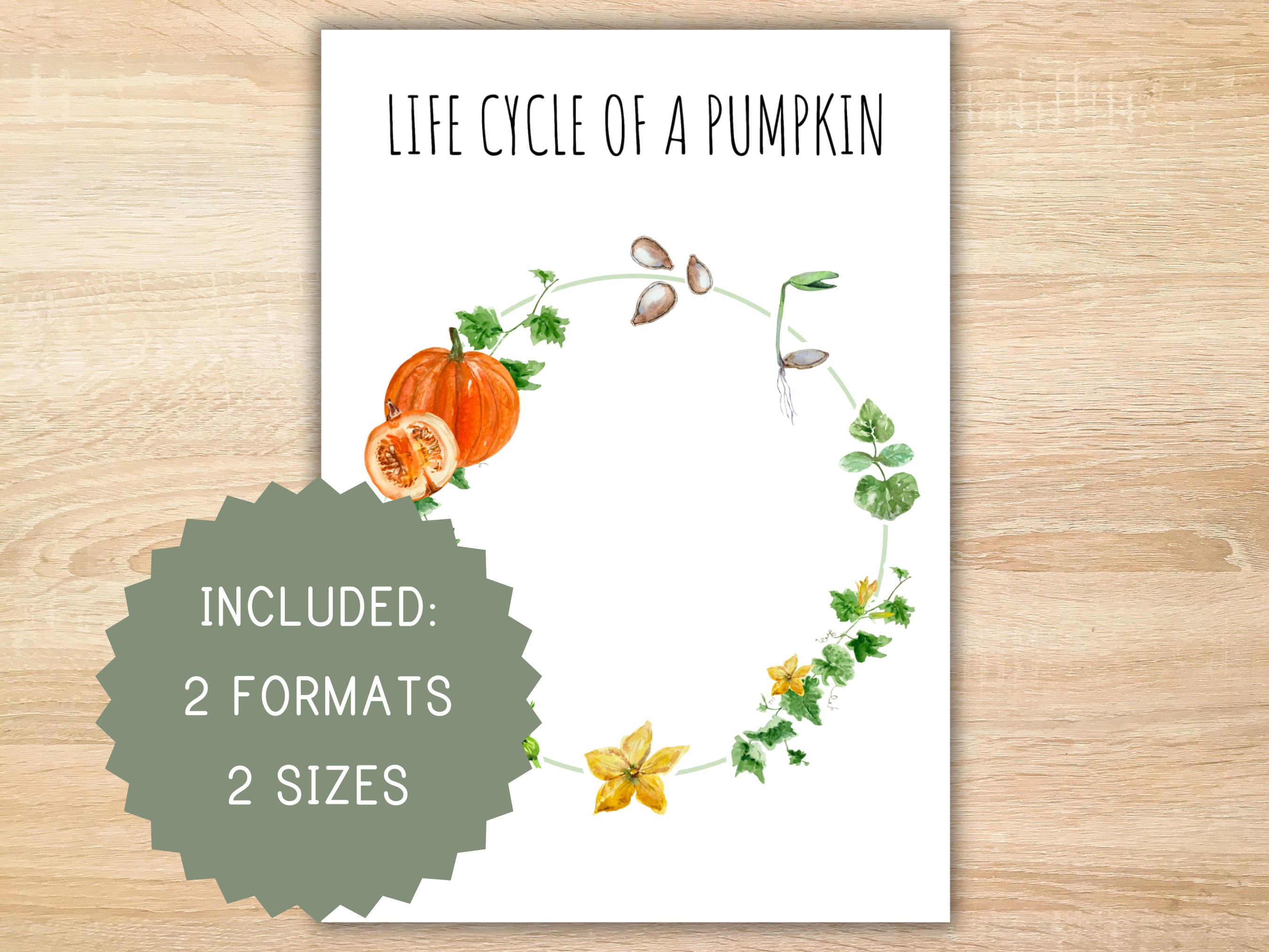 Life Cycle of a Pumpkin Homeschool Printable Montessori Resource Life ...