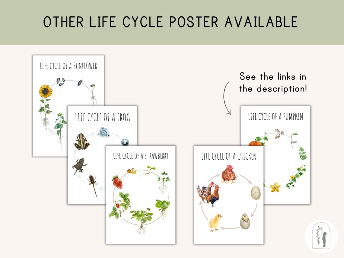 Life Cycle of a Pea Homeschool Printable Montessori - Etsy