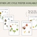 Life Cycle of a Pea Homeschool Printable Montessori - Etsy
