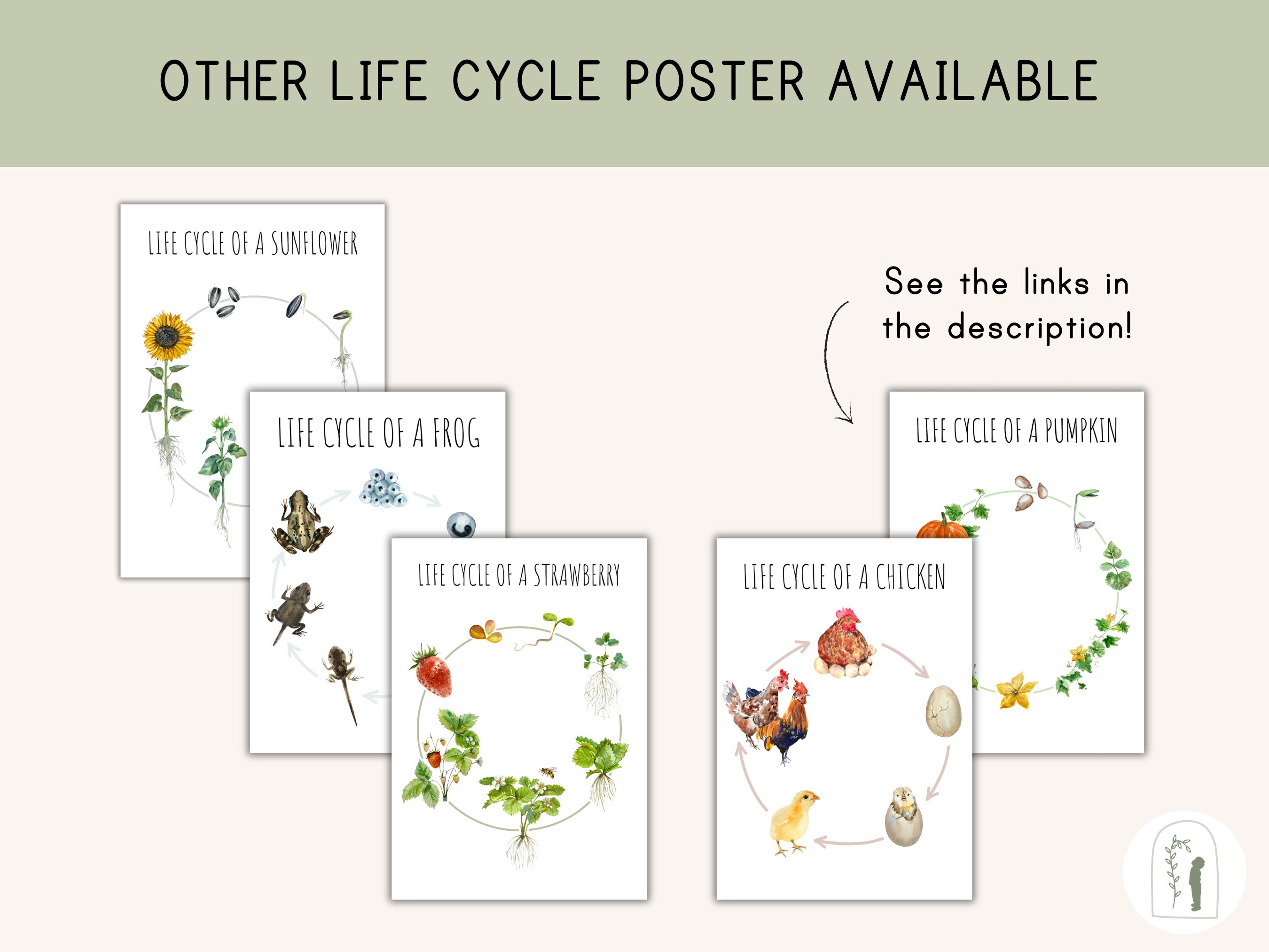 Life Cycle of a Pea Homeschool Printable Montessori - Etsy