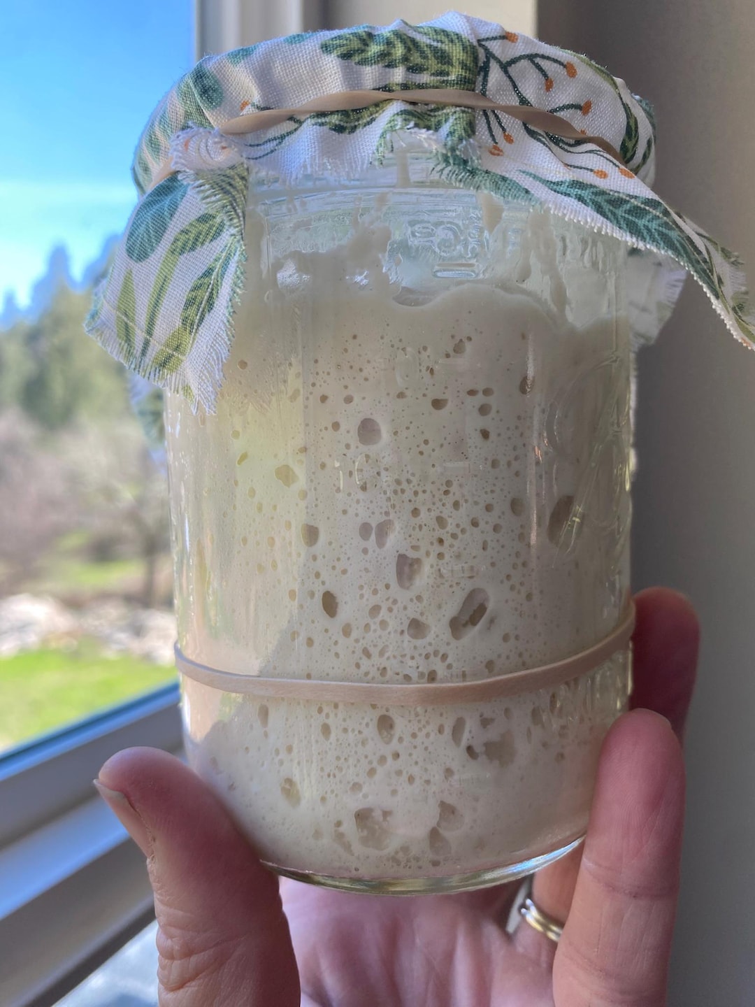 100+ Yr. Old Italy Fresh Sourdough Starter Gift - Beginner Starter ...