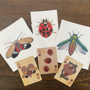 Playing Cards- Invasive Insects of Eastern United States - Etsy