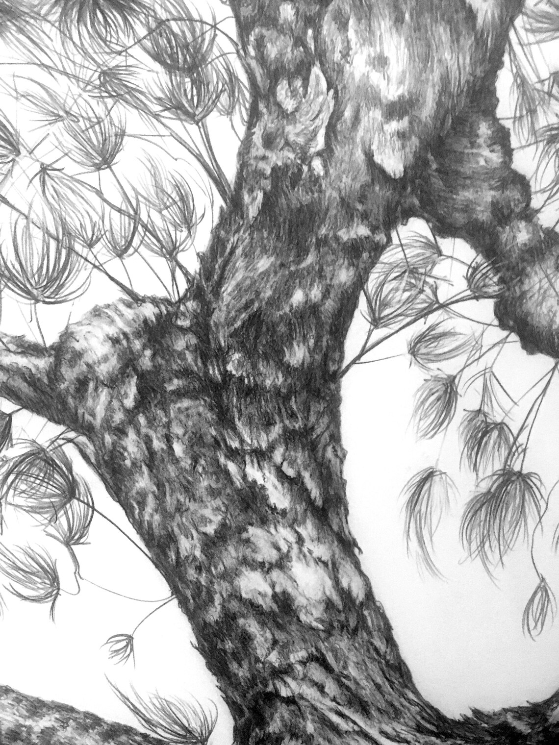 Original Drawing of "carthay Circle Pine" - Etsy