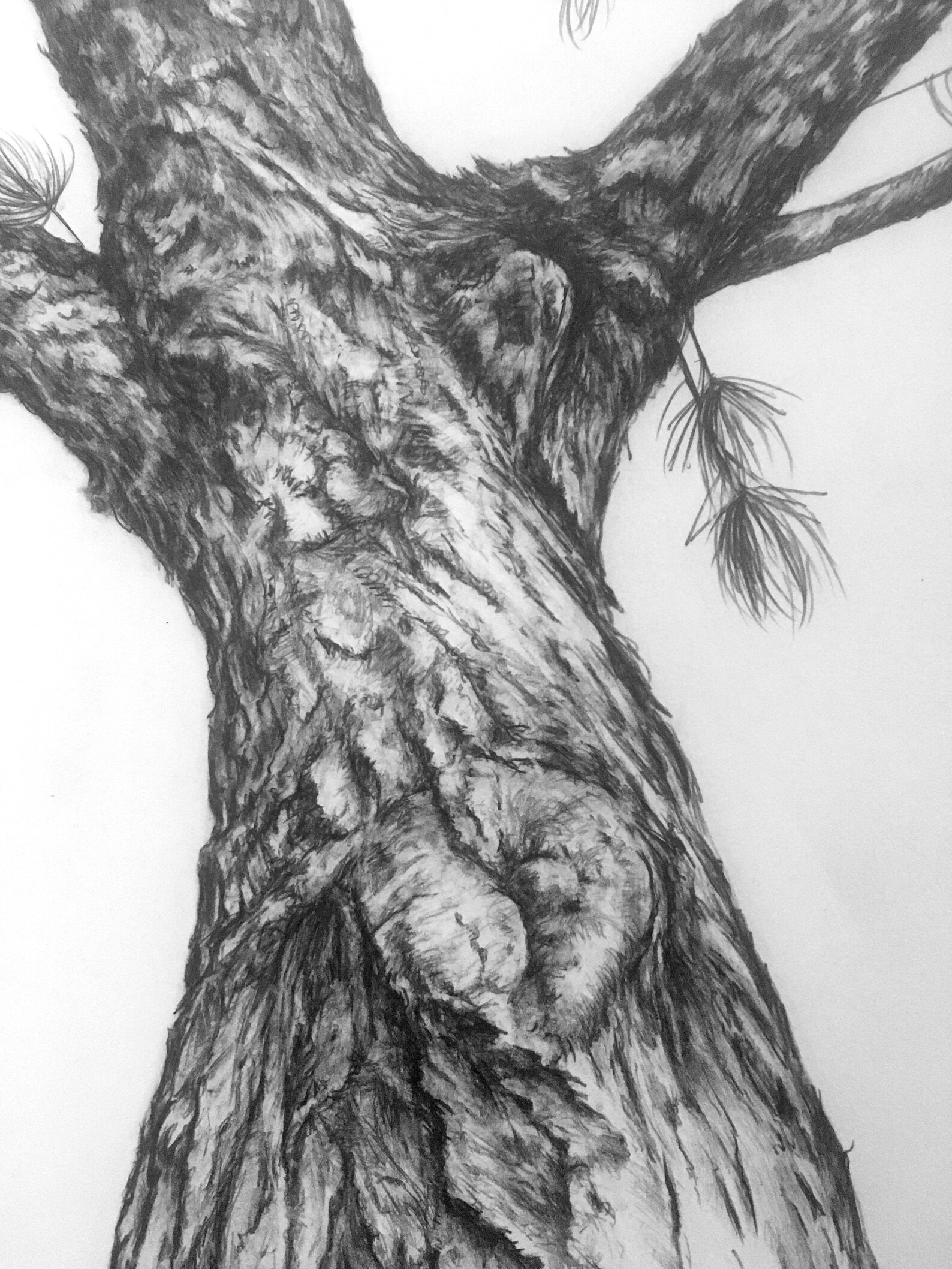 Original Drawing of "carthay Circle Pine" - Etsy