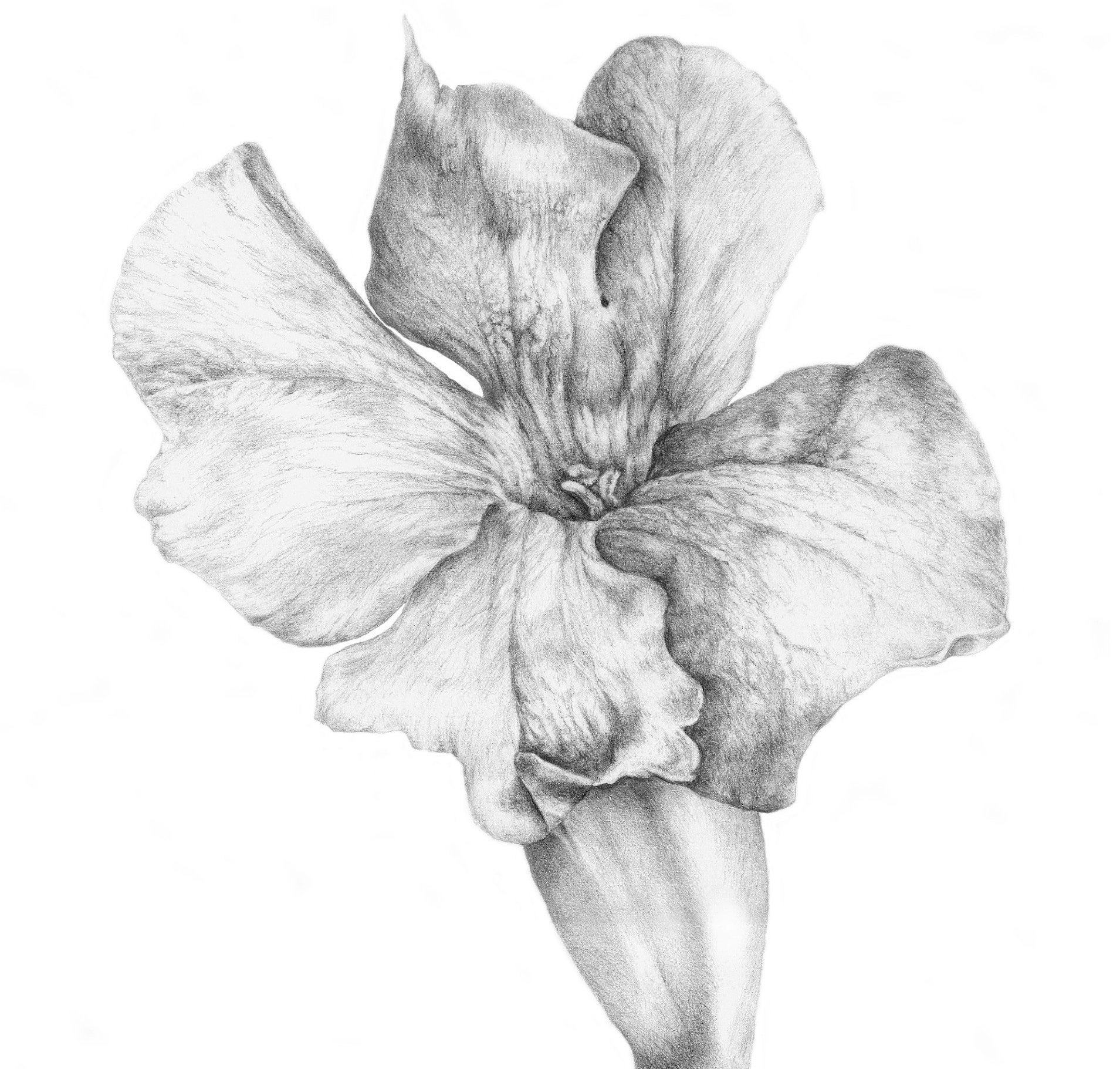 Flower Vine Drawings In Pencil