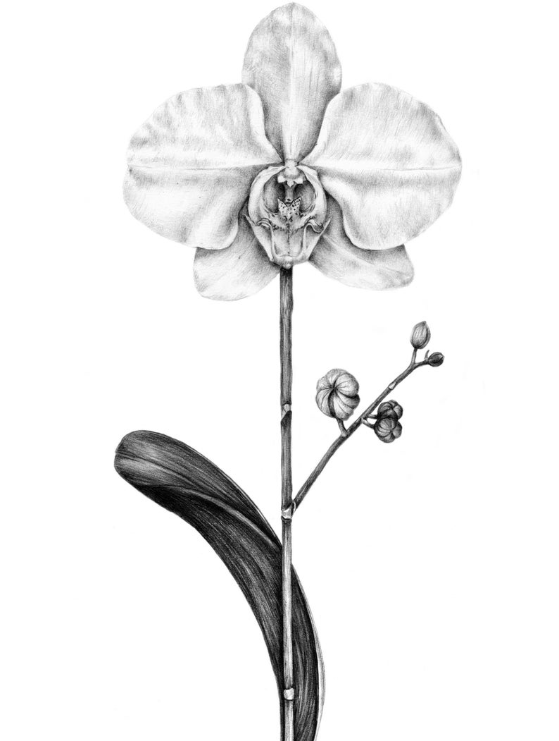 Botanical Trio - Etsy