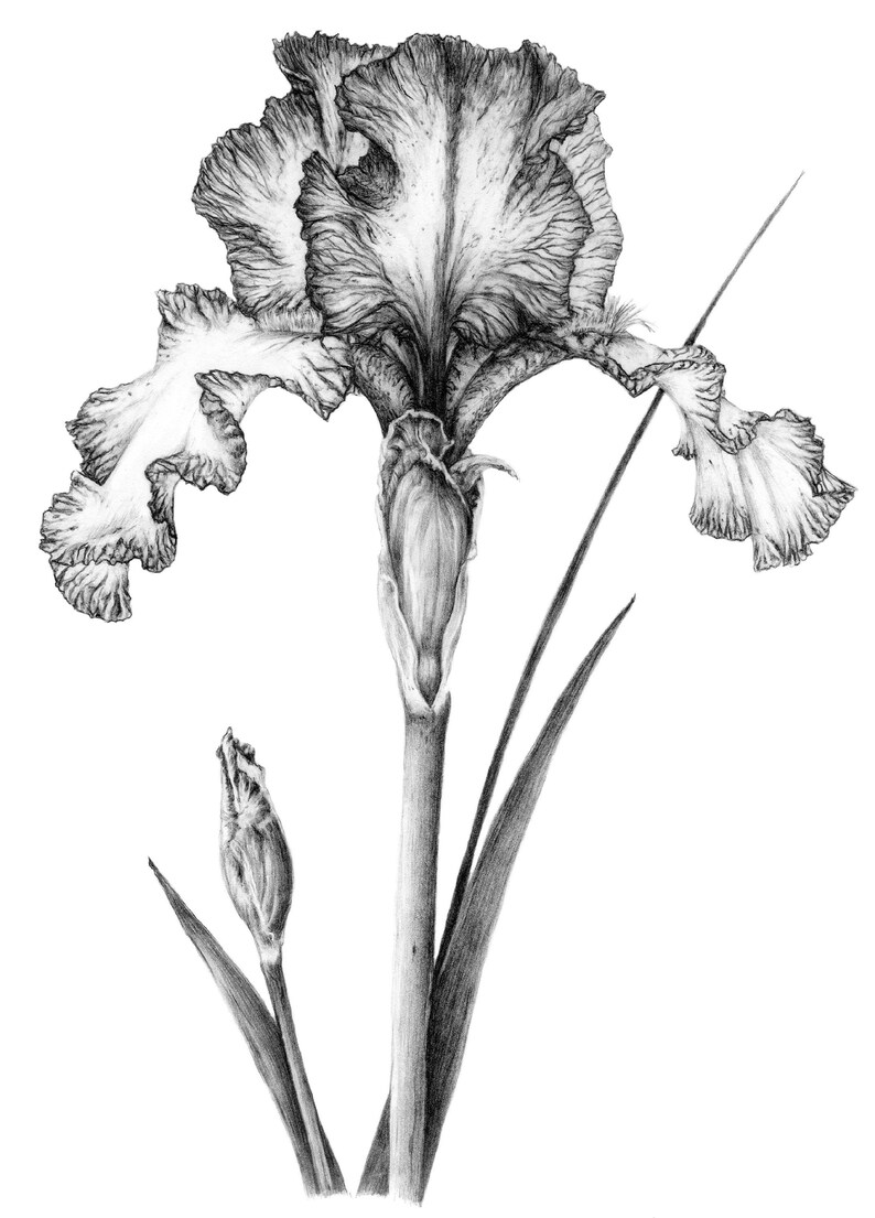 Botanical Trio - Etsy