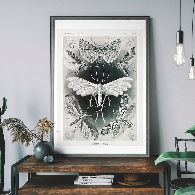 Antique Moth Print - Etsy