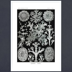 Vintage Sealife Print – Abstract Marine Life Illustration, Antique ...