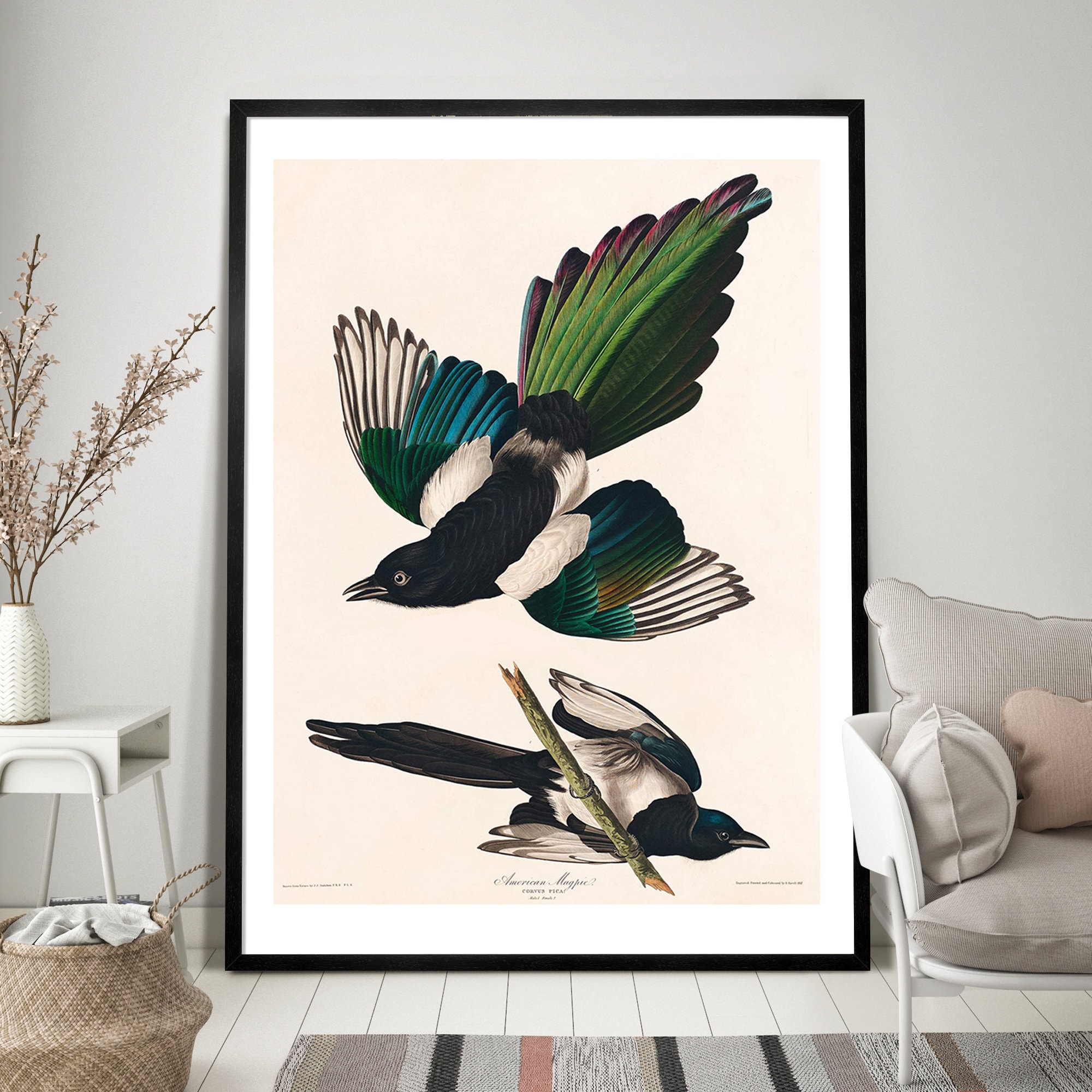 Magpie Antique Painting Print – Birds of America Art Poster, Vintage ...